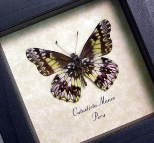 Catasticta manco Verso - Butterfly-Designs Real Framed Butterflies ...