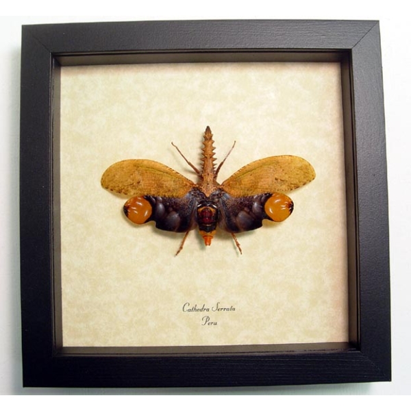 Crocodile Lanternfly - Framed Cathedra serrata - framed lanternfly