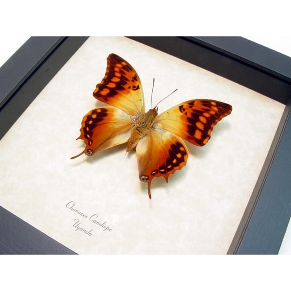 Charaxes candiope - African Dagger Tail - Framed Butterfly