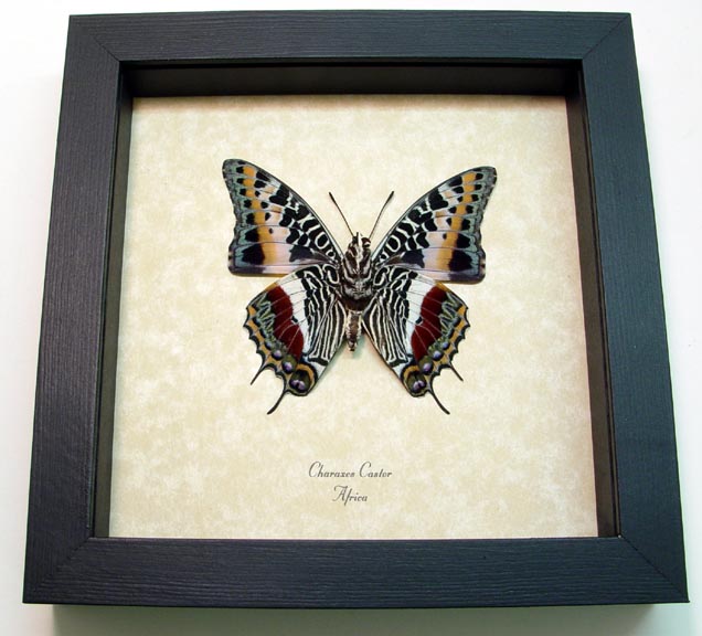 Charaxes castor Verso Emperor - Butterfly Designs USA Real Framed ...
