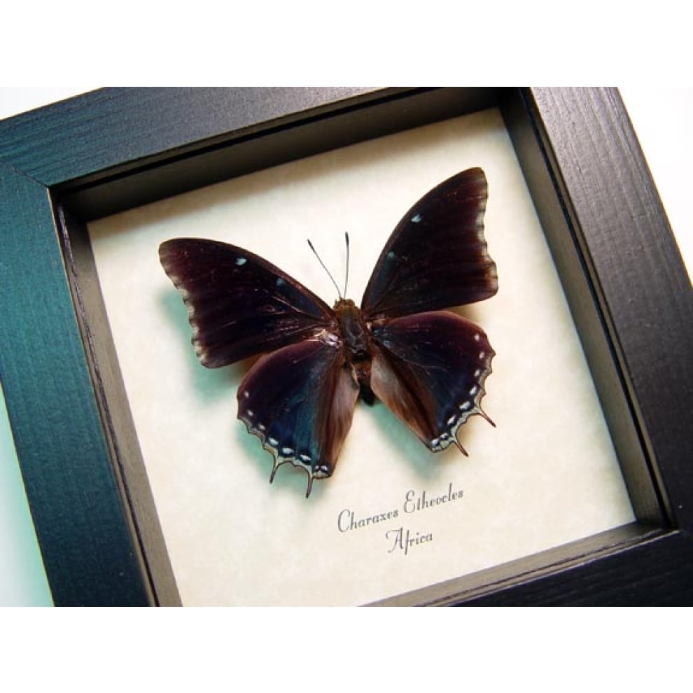 Charaxes etheocles Black Demon Butterfly - Framed Taxidermy