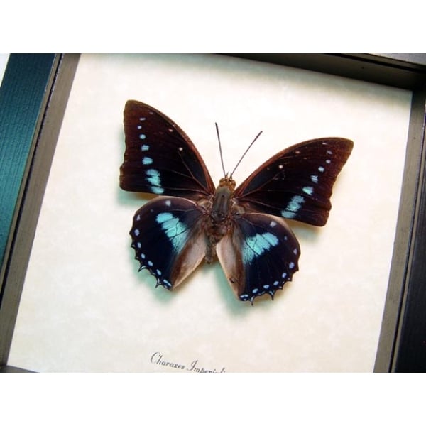 Charaxes imperialis Imperial Blue Butterfly - Framed Taxidermy