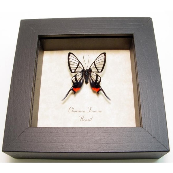 Chorinea faunus - Long Tailed Glasswing Swallowtail - Framed Butterfly