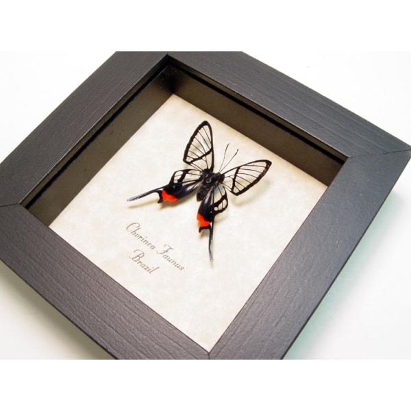 Chorinea faunus - Long Tailed Glasswing Swallowtail - Framed Butterfly