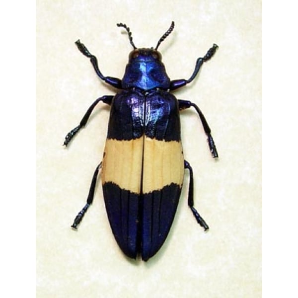 Chrysochroa castelnaudi Blue Jewel Beetle - Butterfly Designs USA