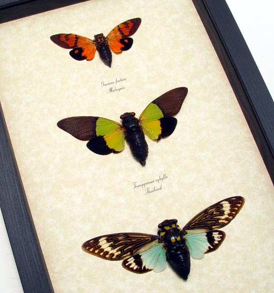 Cicada Collection Colorful Orange Blue Green Insects