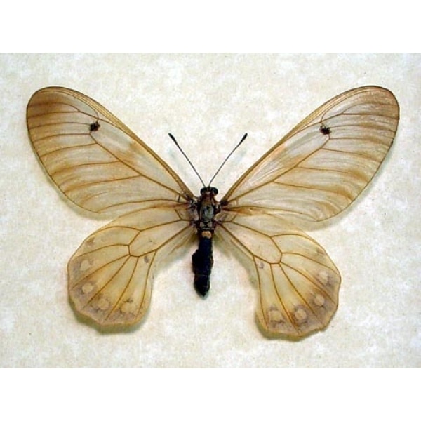 Cressida Cressida Insularis female - Butterfly Designs USA Real Framed ...