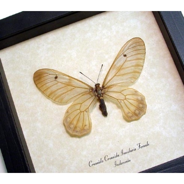 Cressida Cressida Insularis female Swallowtail Framed Taxidermy Display ...