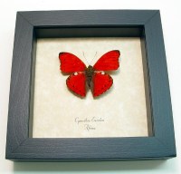 Cymothoe excelsa - Scalloped Red Glider - Red Butterfly