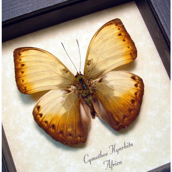 Real Framed Creamy Yellow Glider Butterfly - Cymothoe hyarbita