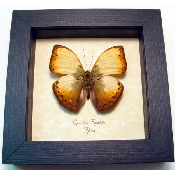 Real Framed Creamy Yellow Glider Butterfly - Cymothoe hyarbita