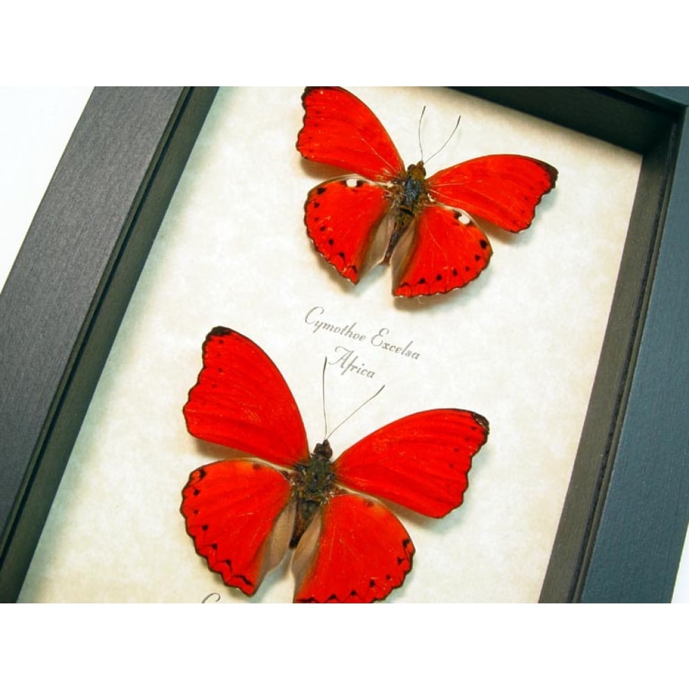 Cymothoe Set Red Glider Framed Taxidermy - Butterfly Designs USA