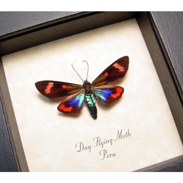 Electric Blue Red Moth - Real Framed Metallic Day Flying Moth