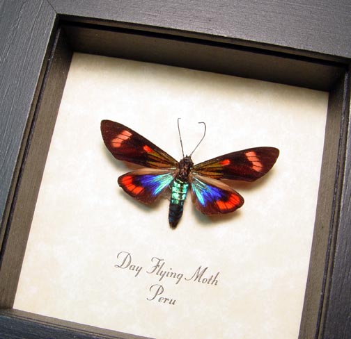 Electric Blue Red Moth - Real Framed Metallic Day Flying Moth