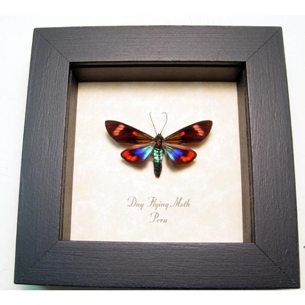 Electric Blue Red Moth - Real Framed Metallic Day Flying Moth