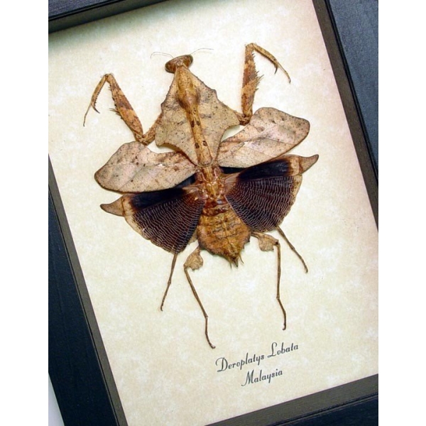 Deroplatys lobata Praying Mantis - Dead Leaf Mantis Framed