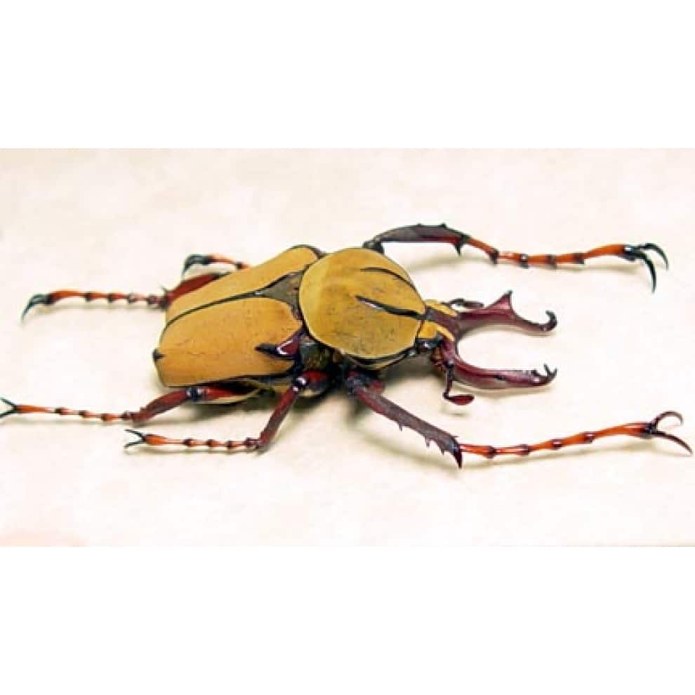 Dicranocephalus wallichi Reindeer Beetle - Butterfly Designs USA