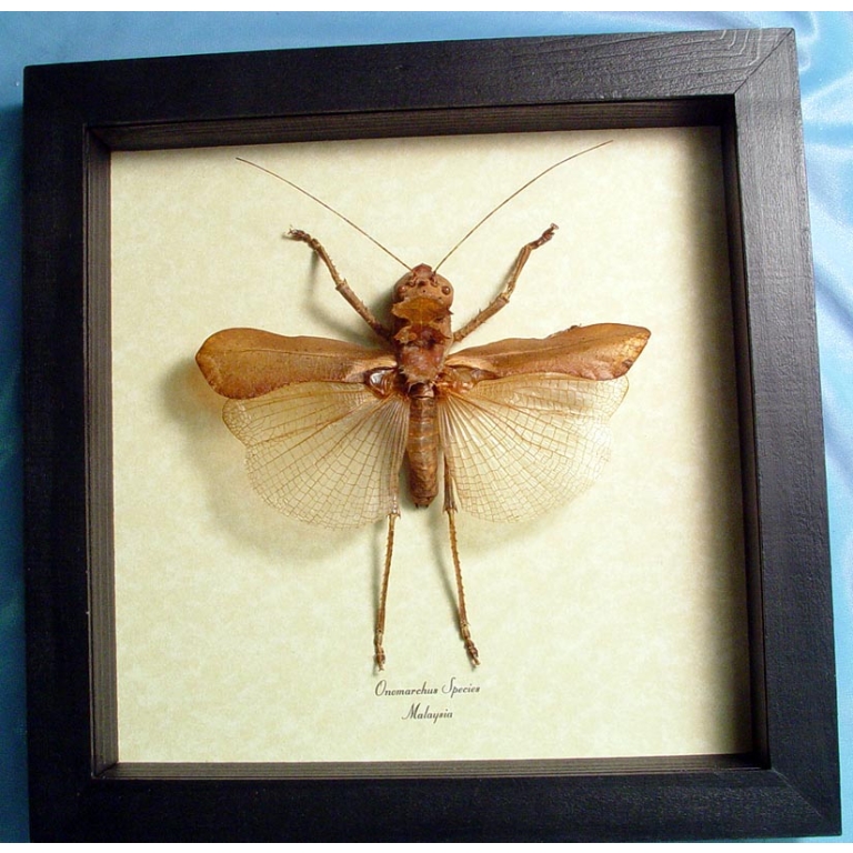 Eumegalodon Blanchardi Dragon Headed Katydid - Butterfly Designs USA