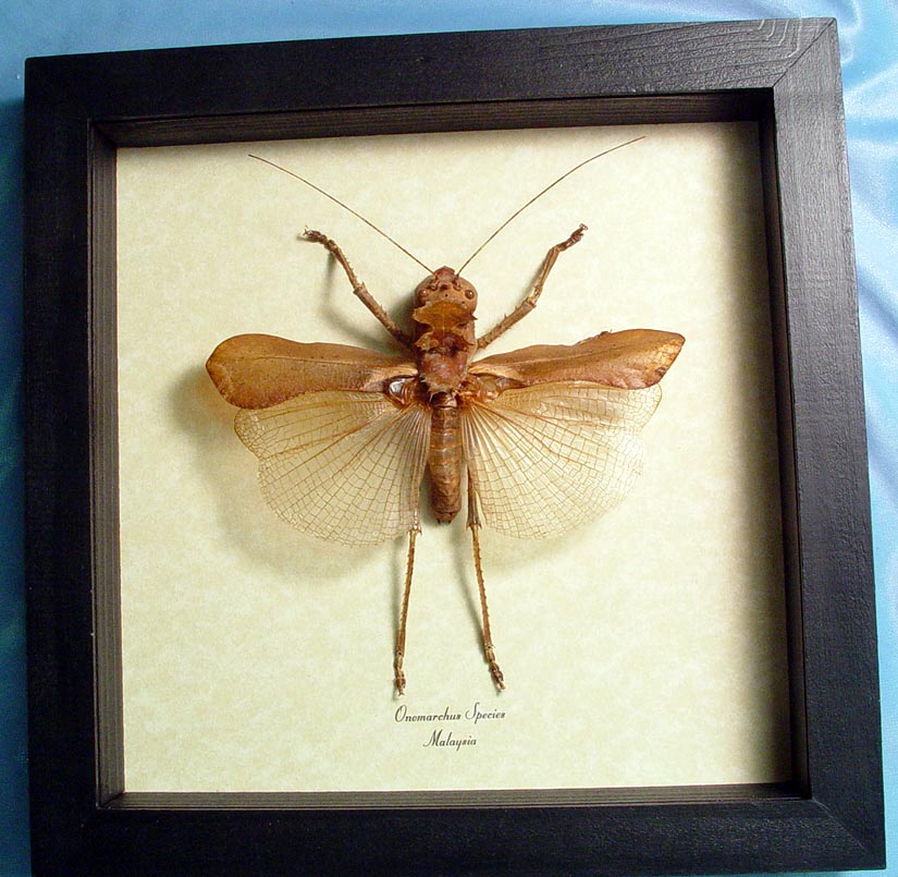 Eumegalodon Blanchardi Dragon Headed Katydid - Butterfly Designs USA