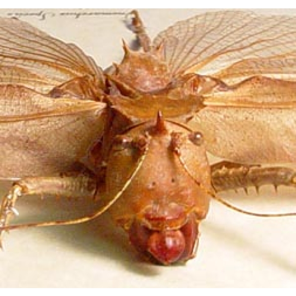 Eumegalodon Blanchardi Dragon Headed Katydid - Butterfly Designs USA