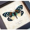 Erasmia pulchera verso - Day Flying Moth - Real framed moth