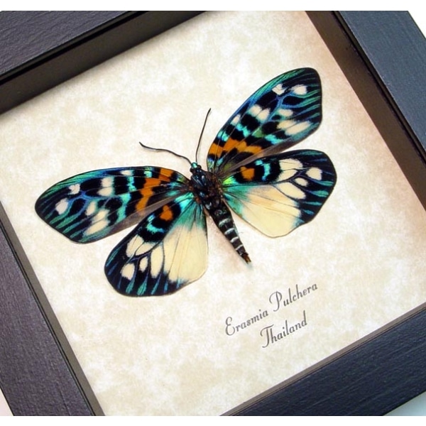 Erasmia pulchera verso - Day Flying Moth - Real framed moth