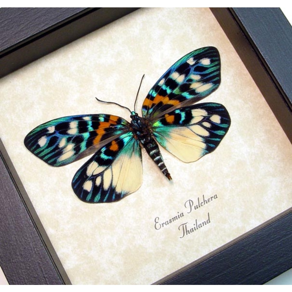 Erasmia pulchera verso - Day Flying Moth - Real framed moth