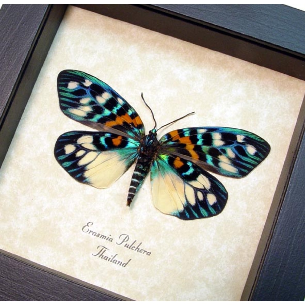 Erasmia pulchera verso - Day Flying Moth - Real framed moth
