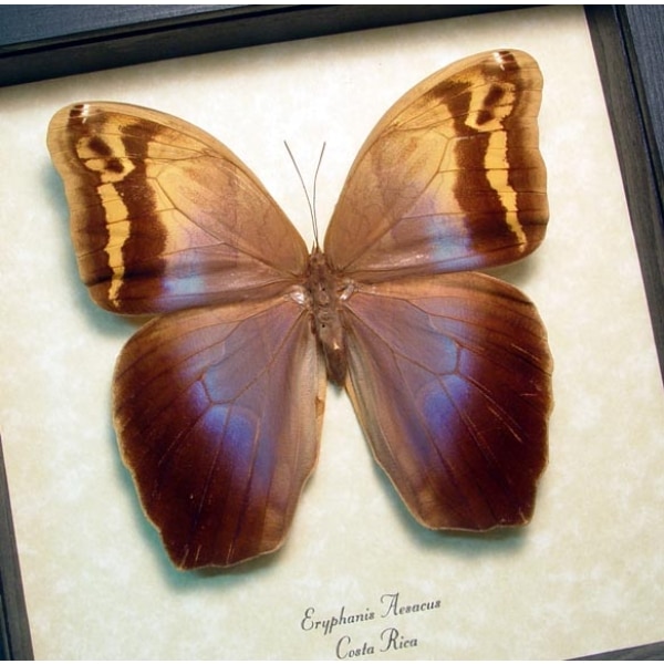Eryphanis aesacus Female Owl Butterfly Framed Taxidermy Display ...