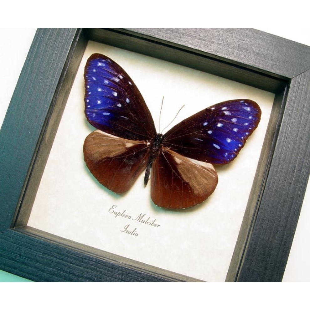 Euploea mulciber Striped Blue Crow Butterfly Framed Taxidermy ...