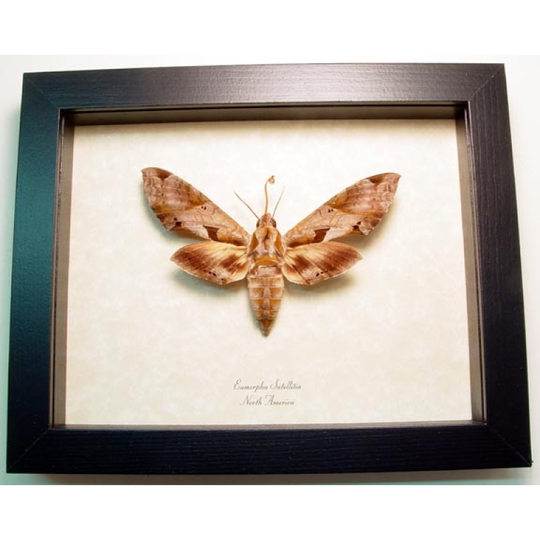 Eumorpha satellitia Satellite Sphinx Moth Framed Taxidermy - Butterfly ...