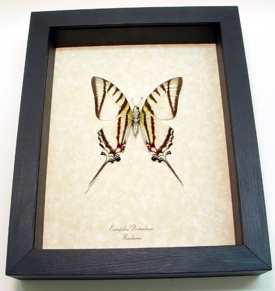 Eurytides protesilaus large Verso - Zebra Swallowtail Butterfly