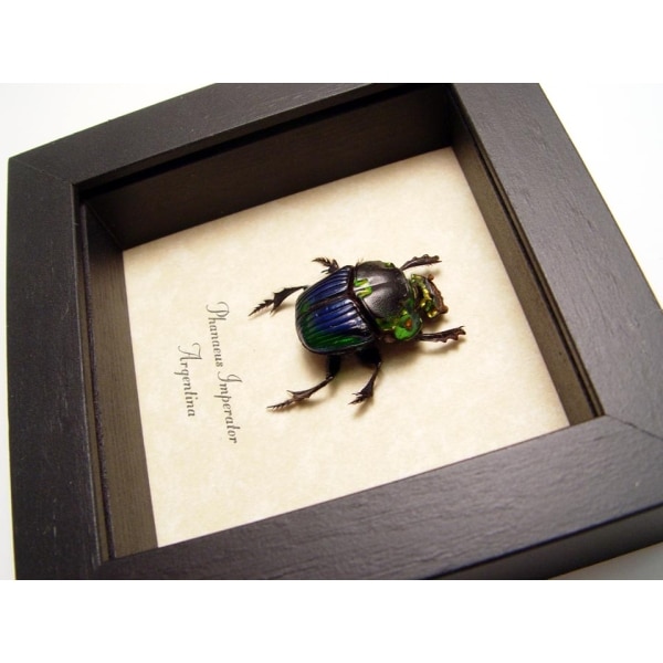 Phanaeus Imperator Female - Butterfly Designs USA