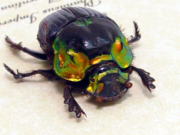 Phanaeus Imperator Female - Butterfly Designs USA