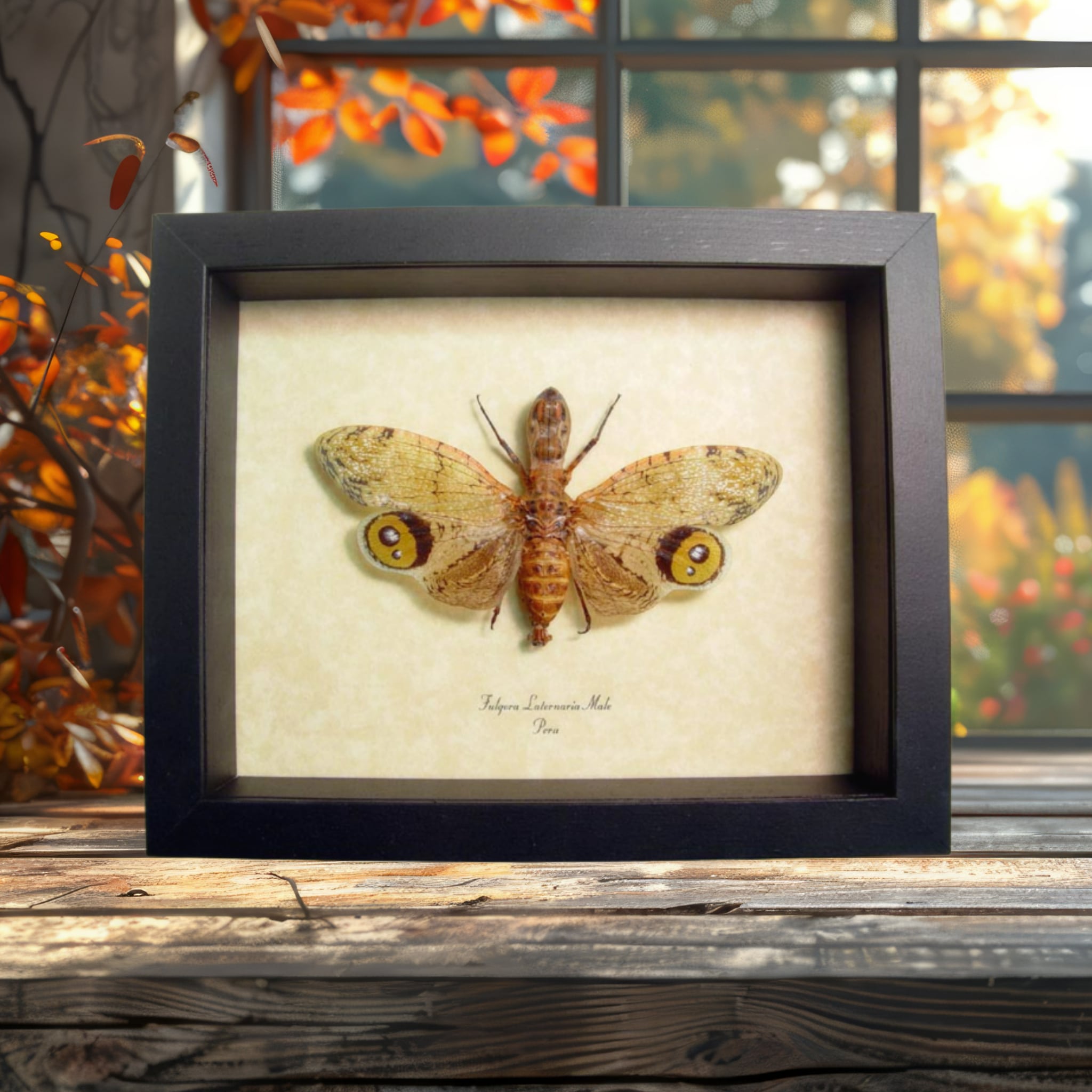 Fulgora laternaria Male Peanut Head Lanternfly - Framed Insect