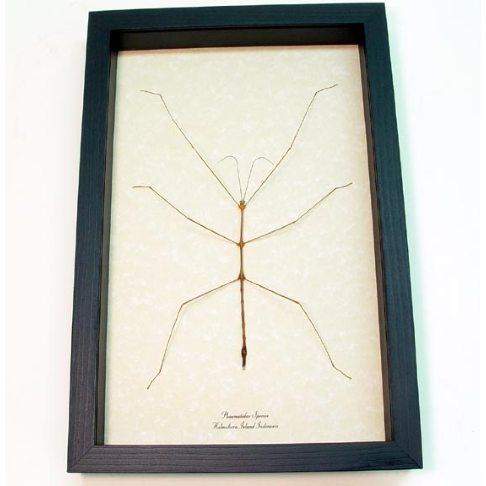 8 inch x 12 inch Framed Insect Displays - Shop By size butterflies
