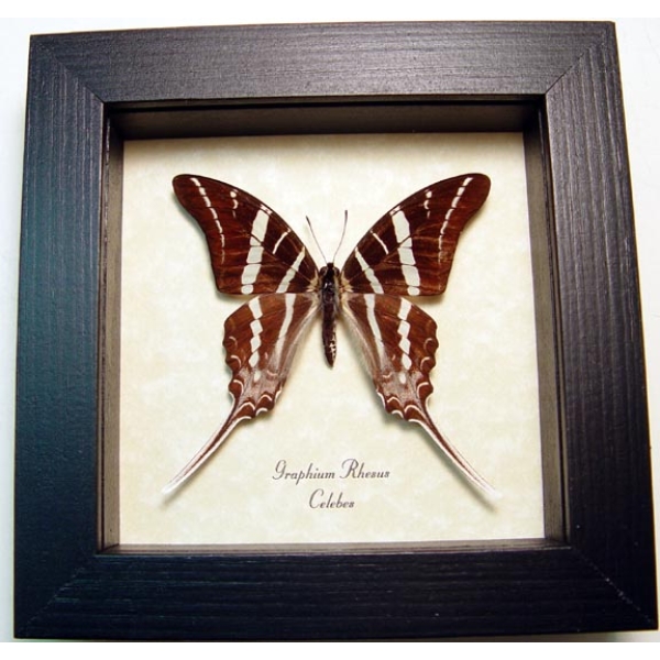 Graphium rhesus Swallowtail Butterfly - Butterfly Designs USA