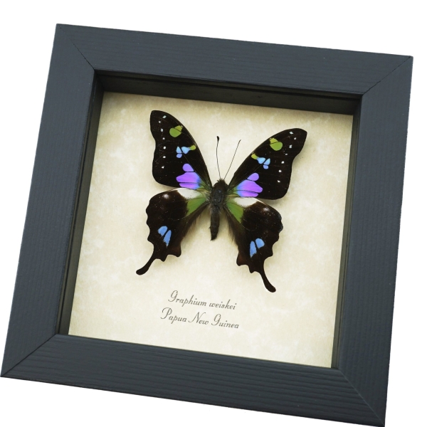 Graphium weiskei Framed Butterfly - Purple Spotted Swallowtail