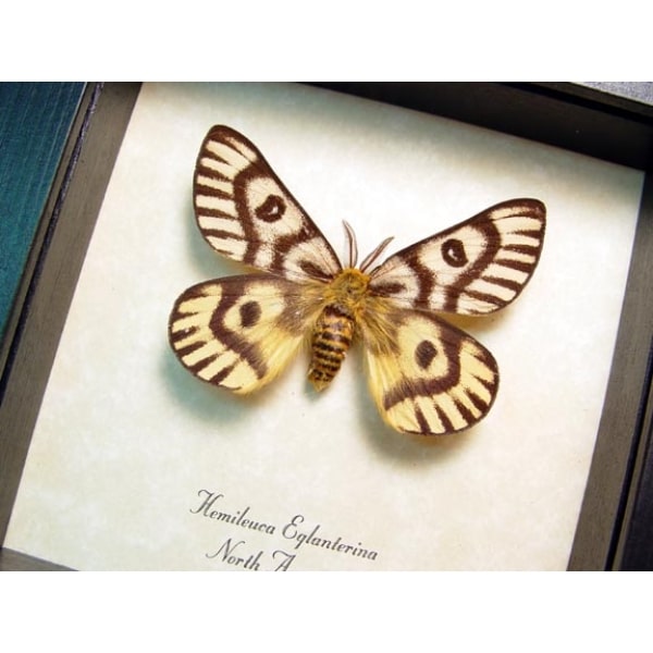 Hemileuca eglanterina North American - Sheep Moth Framed