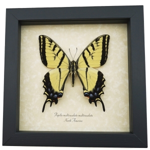 Real Framed Butterfly Displays - Taxidermy Art Butterflies
