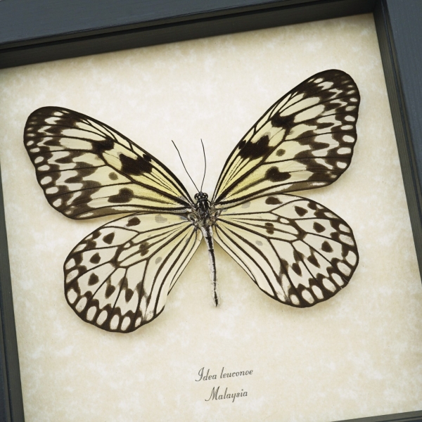 Real Framed Butterfly Idea leuconoe - Large Rice Paper Tree