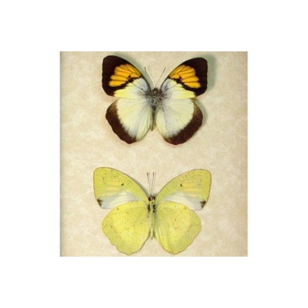 Ixias pyrene verna set - Yellow Orange Tip Butterflies