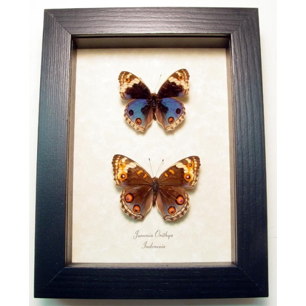 Junonia orithya Butterfly Pair - Blue Pansy Butterflies Framed