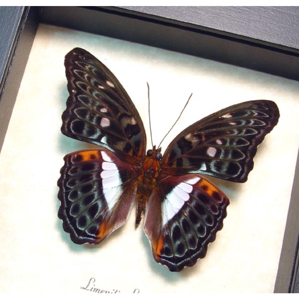Limenitis (Moduza) lymire Blue Frilled Butterfly - Framed Taxidermy