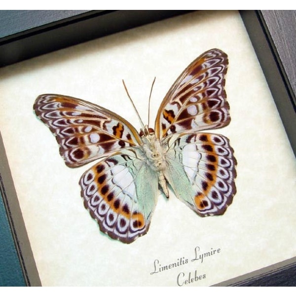 Limenitis (Moduza) lymire verso - Aqua Blue Frilled Butterfly