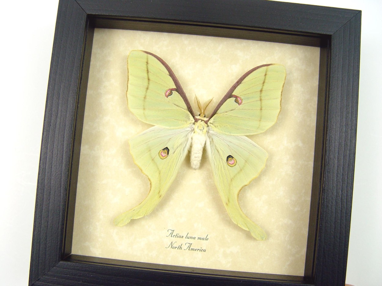 Real Framed Luna Moth - Actias luna Male Silkmoth