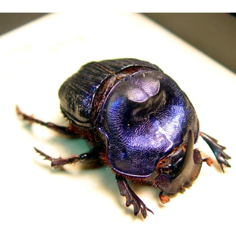 Megaphanaeus lancifer Giant Purple Scarab Beetle - Butterfly Designs USA