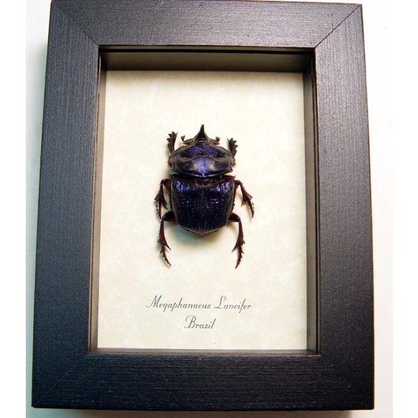 Megaphanaeus lancifer Giant Purple Scarab Beetle - Butterfly Designs USA