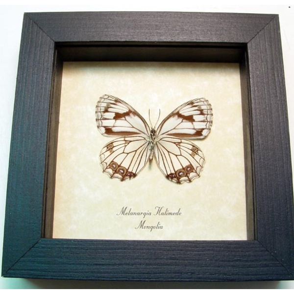 Melanargia halimede Mongolia Butterfly - Butterfly Designs USA