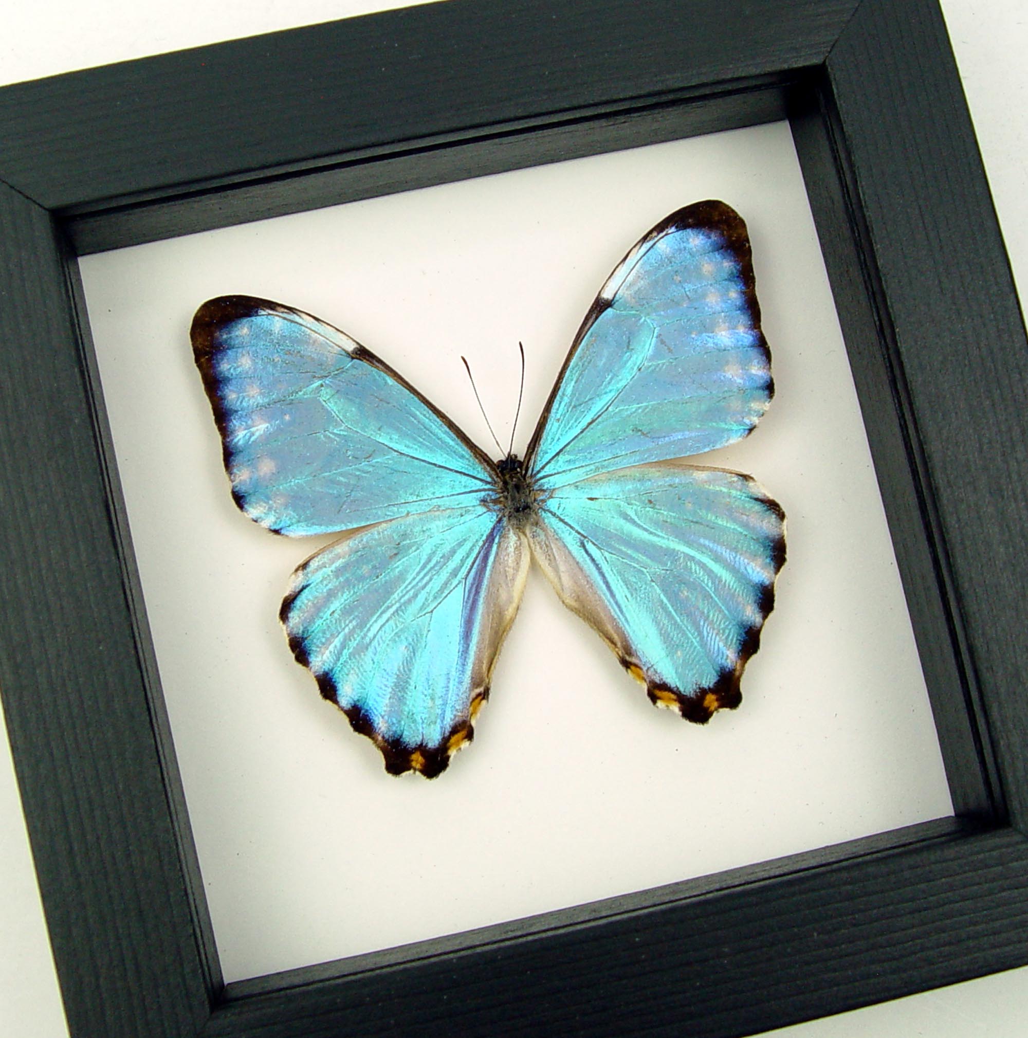 New Additions Recently Added Items - Butterfly Designs USA Since 1992